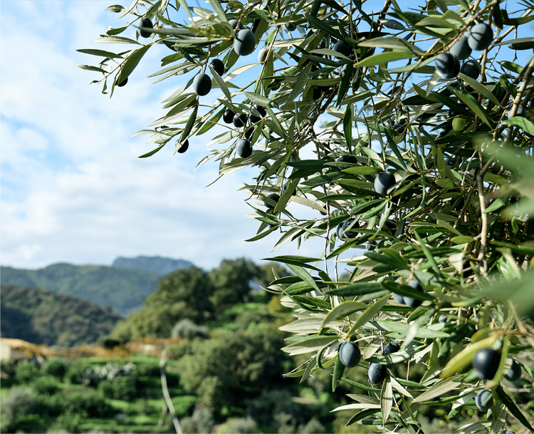 Our Story – MORESH USA